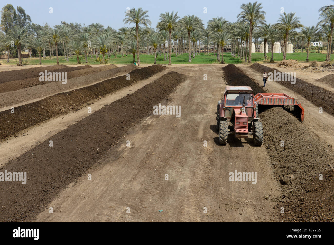 EGYPT, Bilbeis, Sekem organic farm, preparing of organic compost for ...