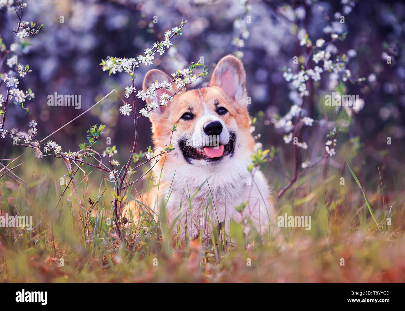 Corgi Funny Cute