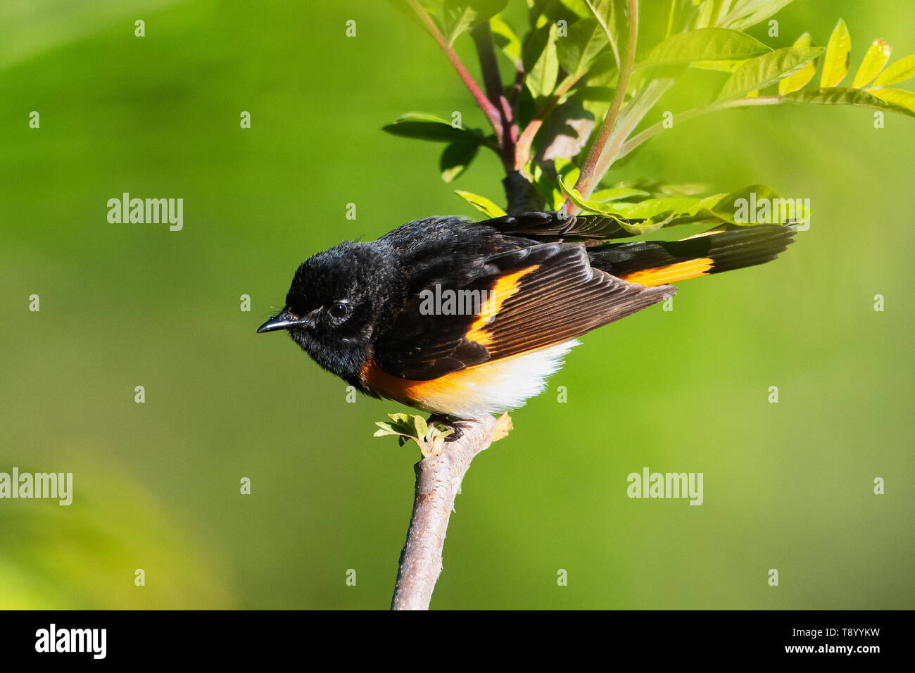 American redstart in spring migration Stock Photo - Alamy