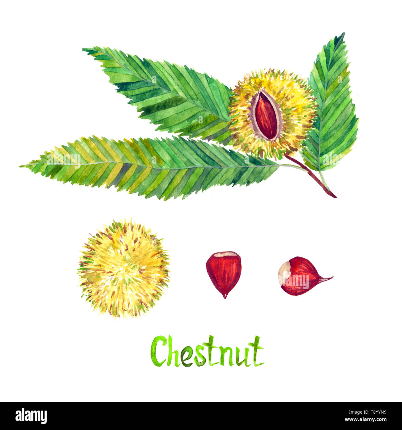 Conker illustration hi-res stock photography and images - Alamy