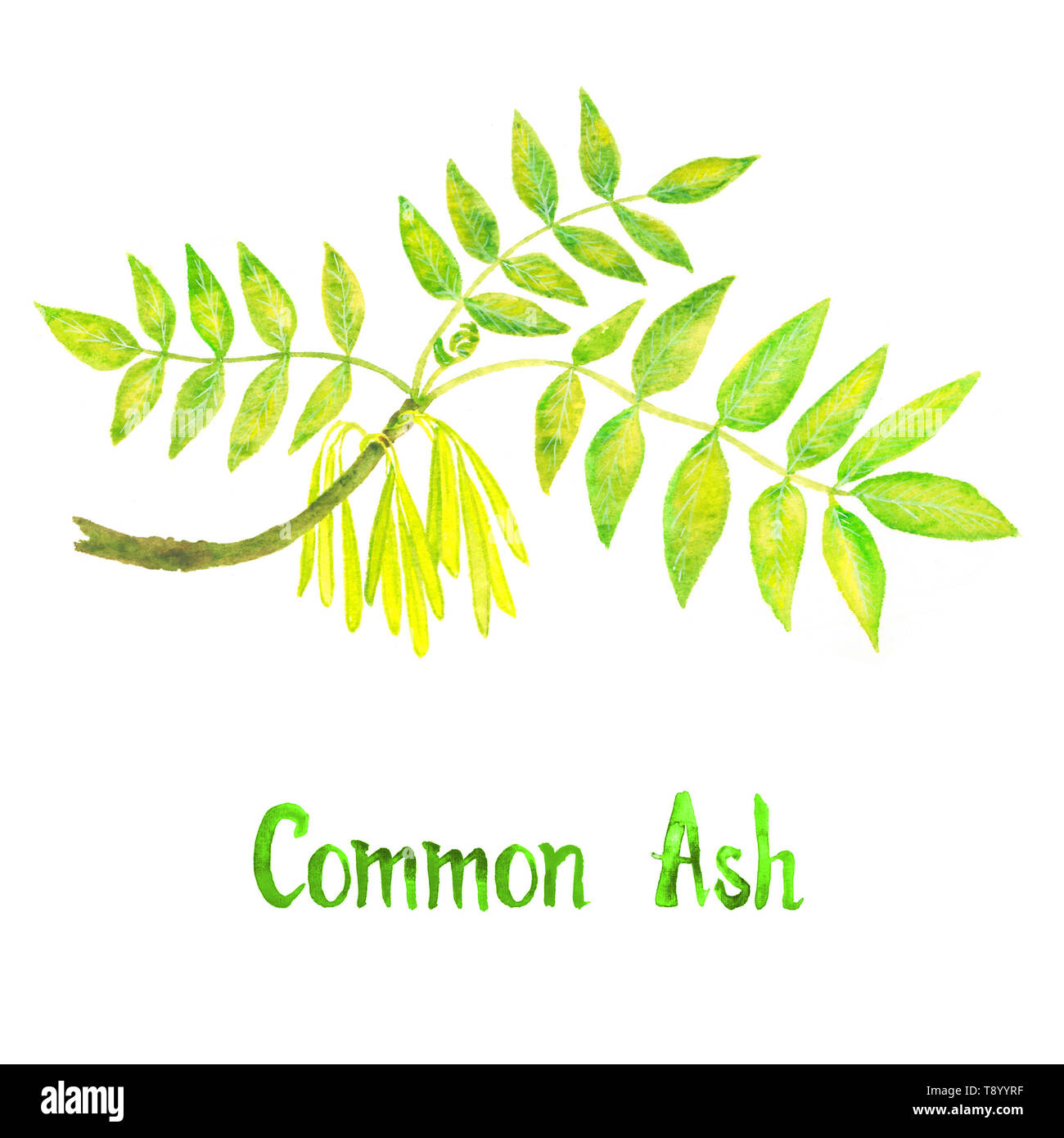 Common ash branch with green leaves and seeds, hand painted watercolor ...
