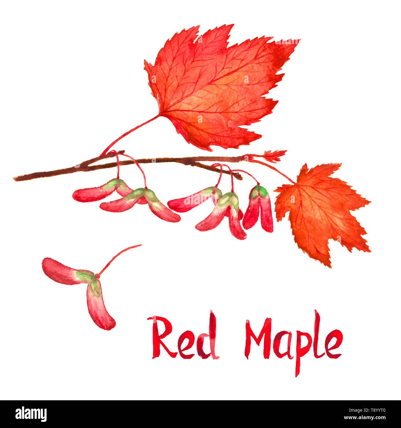 Red Maple Branch