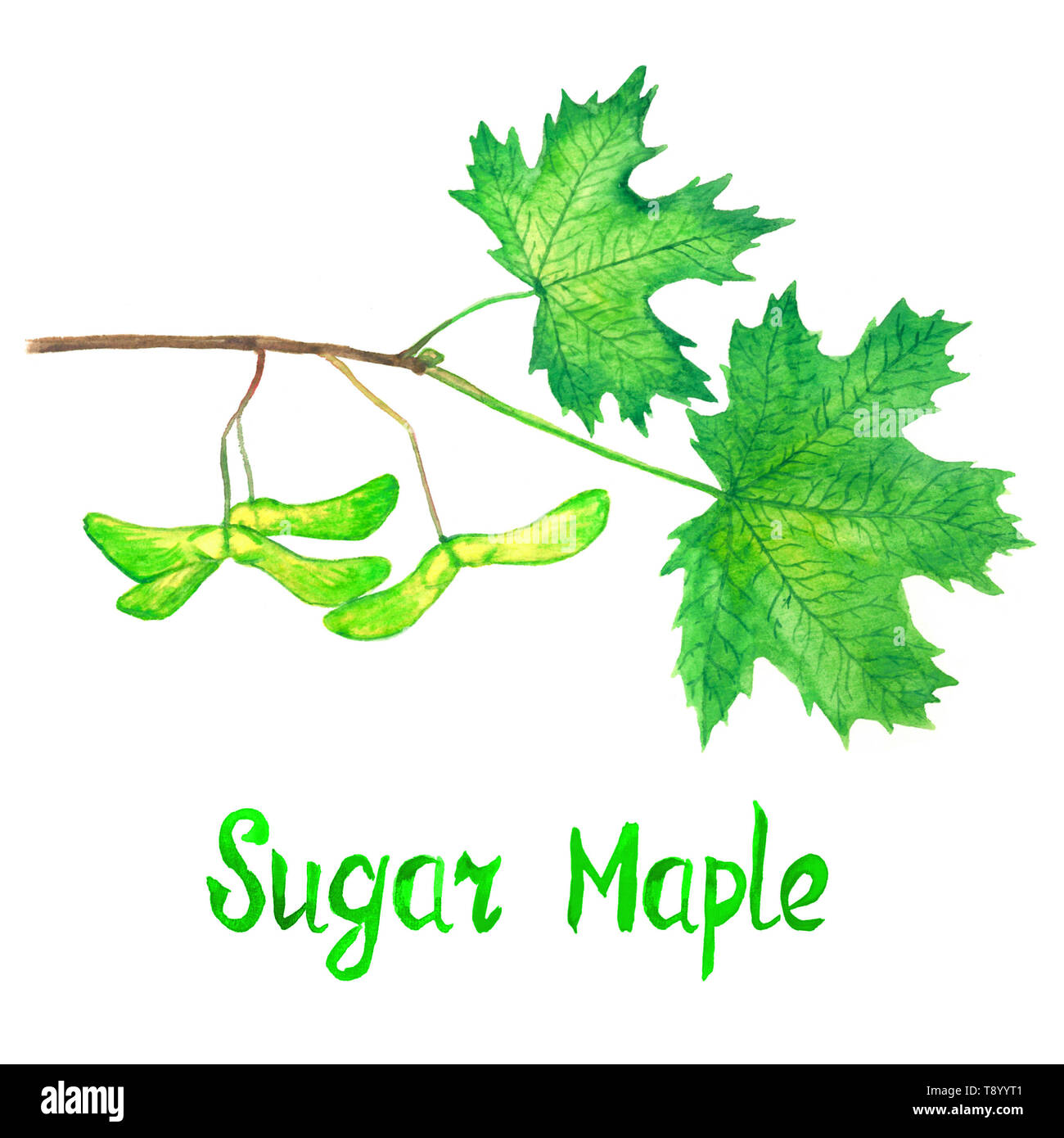 Suga maple branch with green leaves and seeds, hand painted watercolor ...