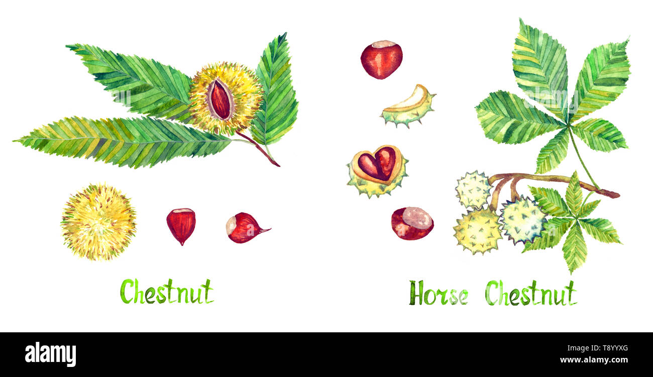 Chestnut (Castanea sativa or Sweet chestnut) and Horse chestnut ...