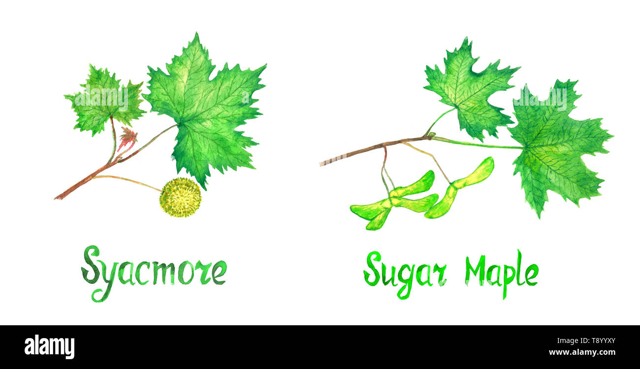 Sycamore (american sycamore tree, platanus occidentalis) Sugar maple ... Sycamore (american sycamore tree, platanus occidentalis) Sugar maple ...