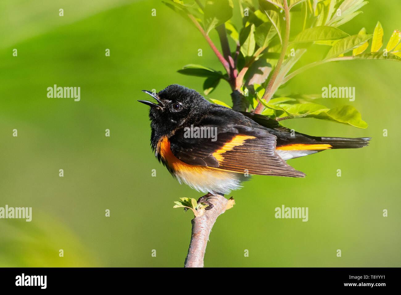 American redstart in spring migration Stock Photo - Alamy
