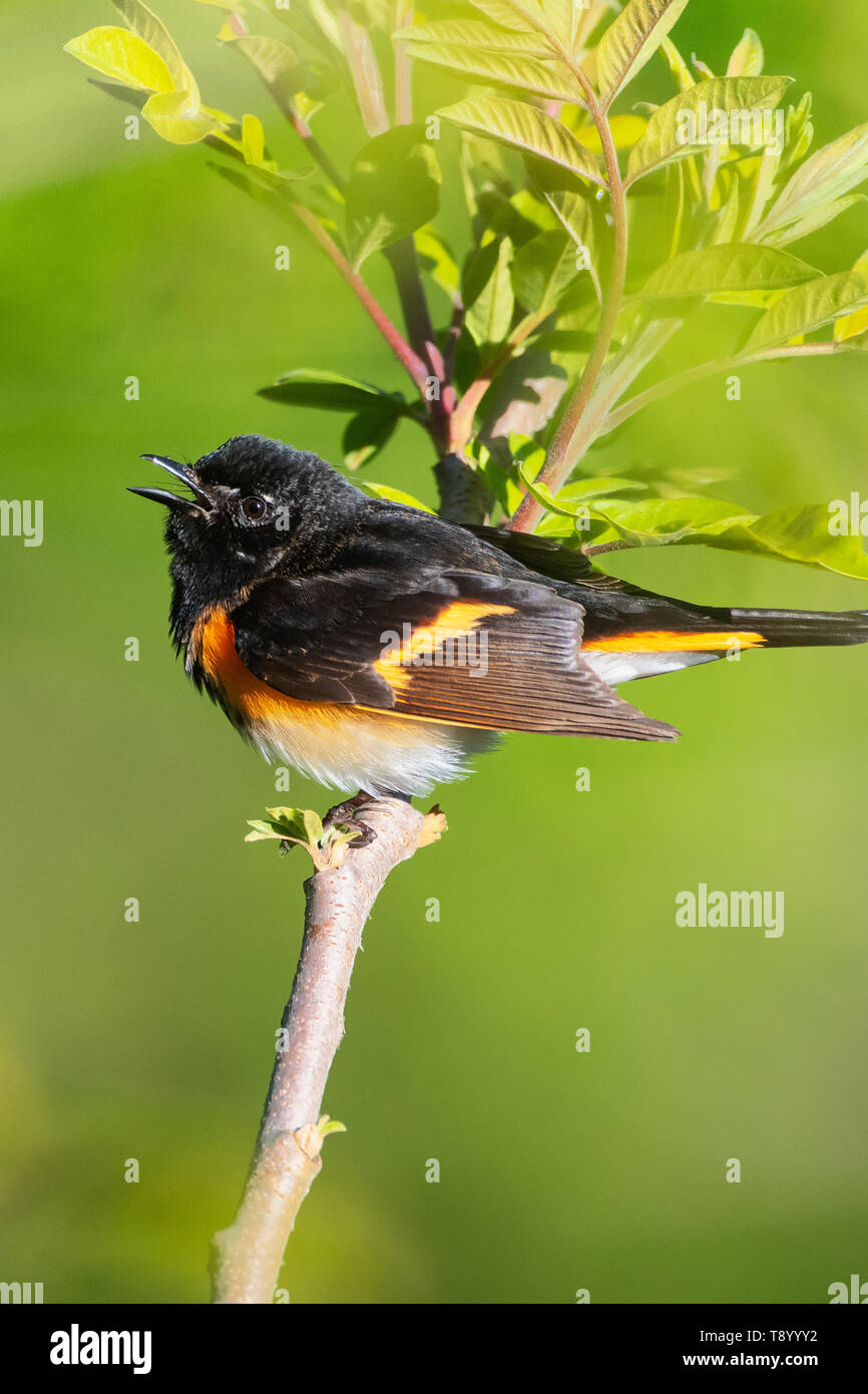 American redstart in spring migration Stock Photo - Alamy