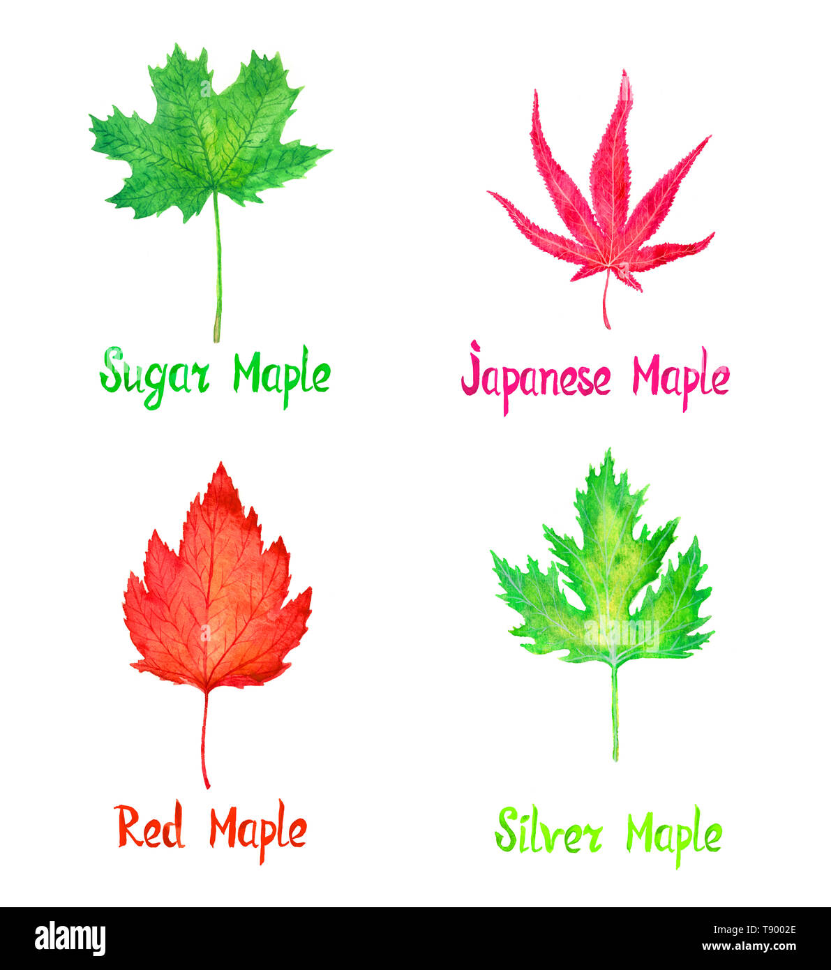 Sugar, Japanese, red and silver maple leaves, maples variety collection ...