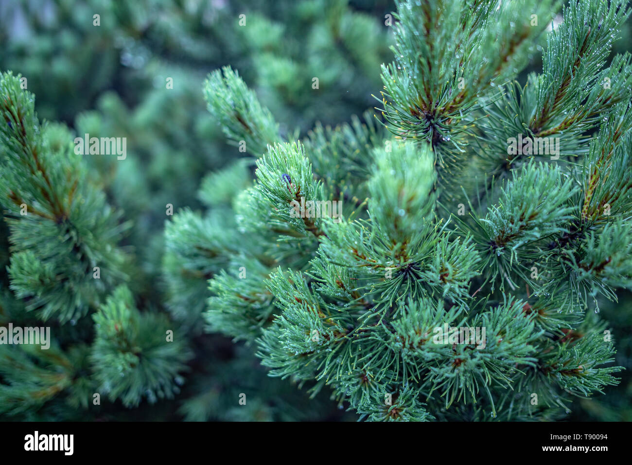 The branches of spruce or pine close-up Stock Photo - Alamy