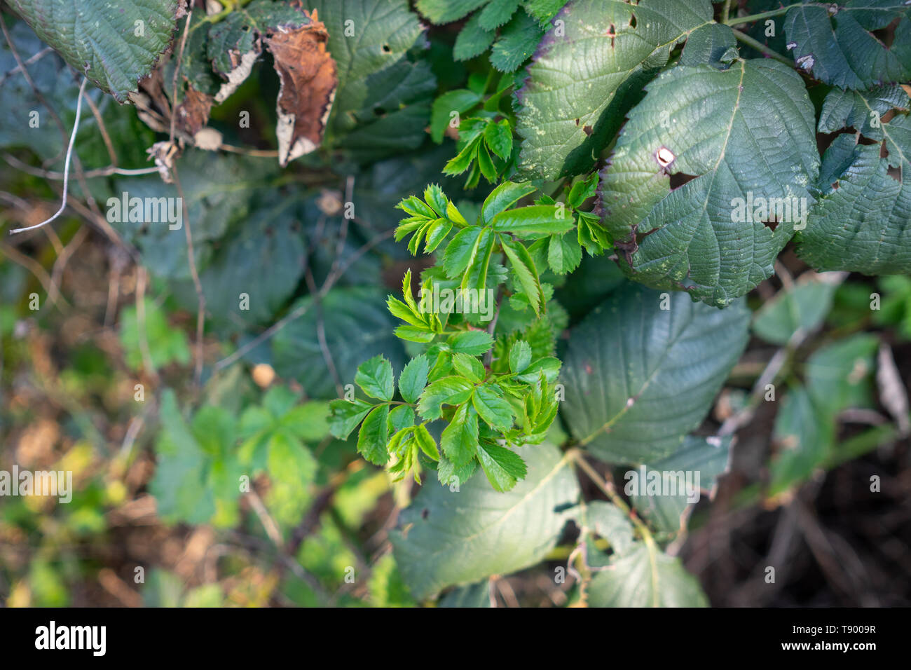 Season awakening hi-res stock photography and images - Alamy