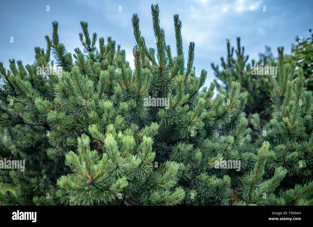 The branches of spruce or pine close-up Stock Photo - Alamy