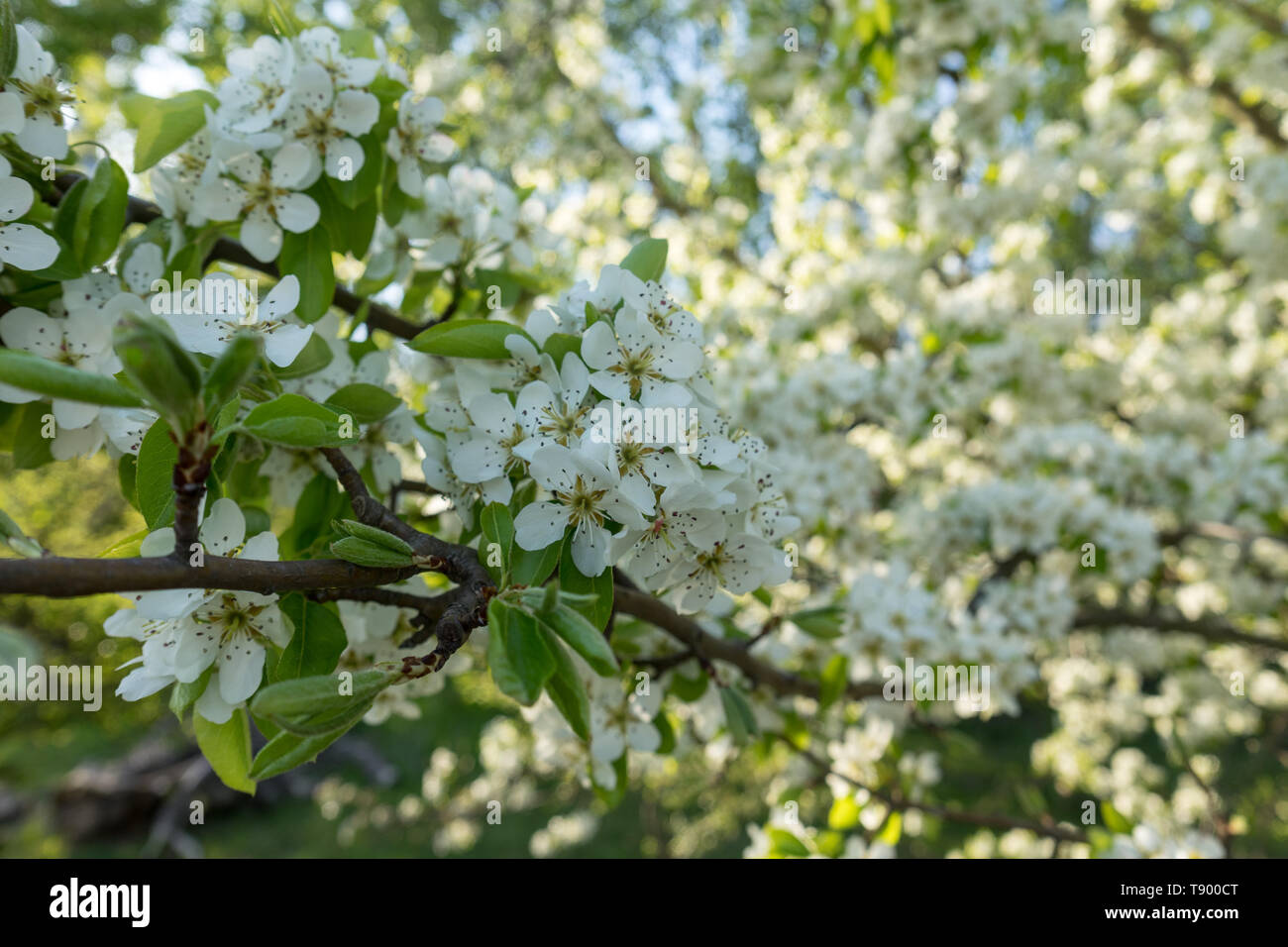 Various fruit trees hi-res stock photography and images - Alamy
