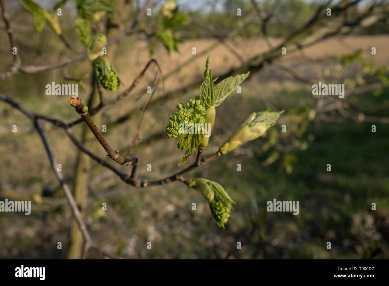 The first spring leaves close up. Awakening of nature Stock Photo - Alamy