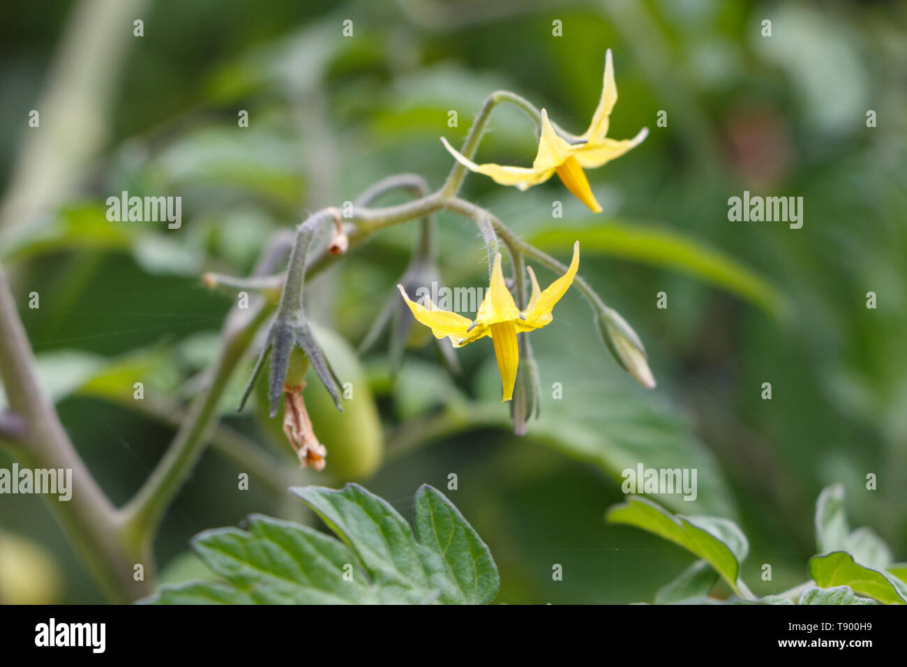 Yellow flower vegetable plantation hi-res stock photography and images ...