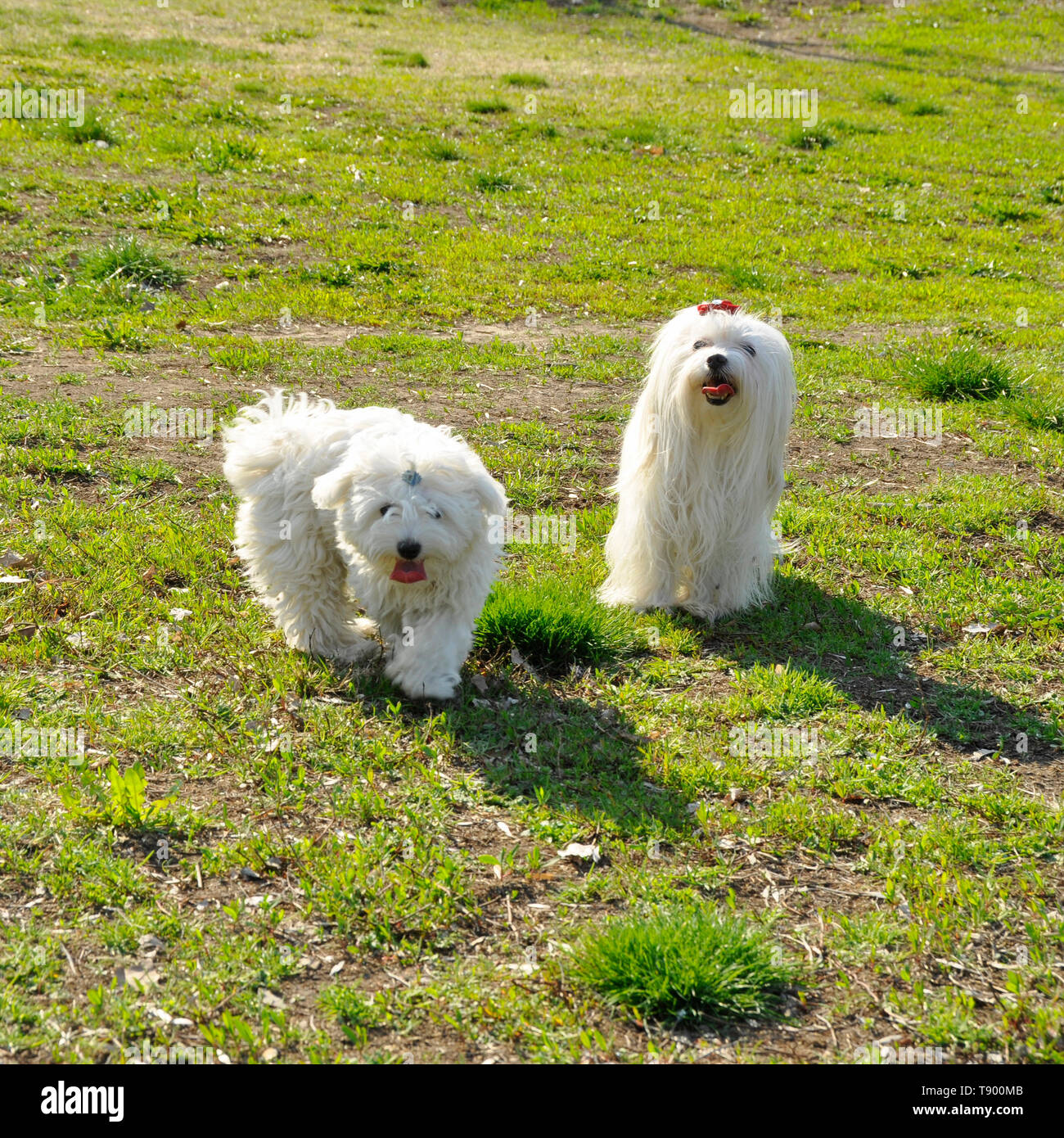 Small dog maltezer, in the autumn forest Stock Photo - Alamy