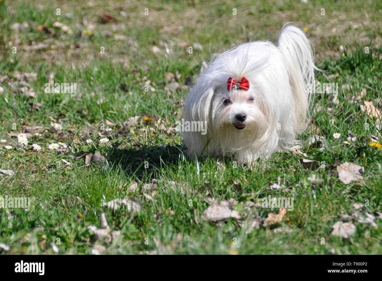 Maltezer hi-res stock photography and images - Alamy