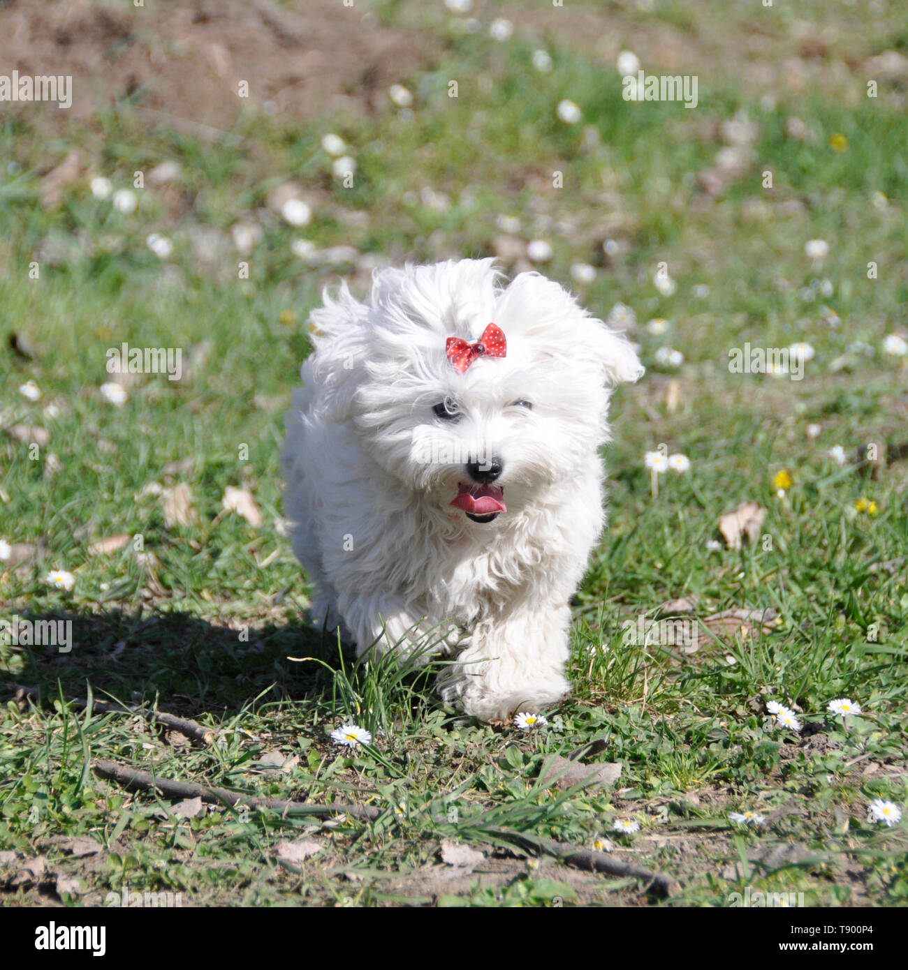 Maltezer hi-res stock photography and images - Alamy