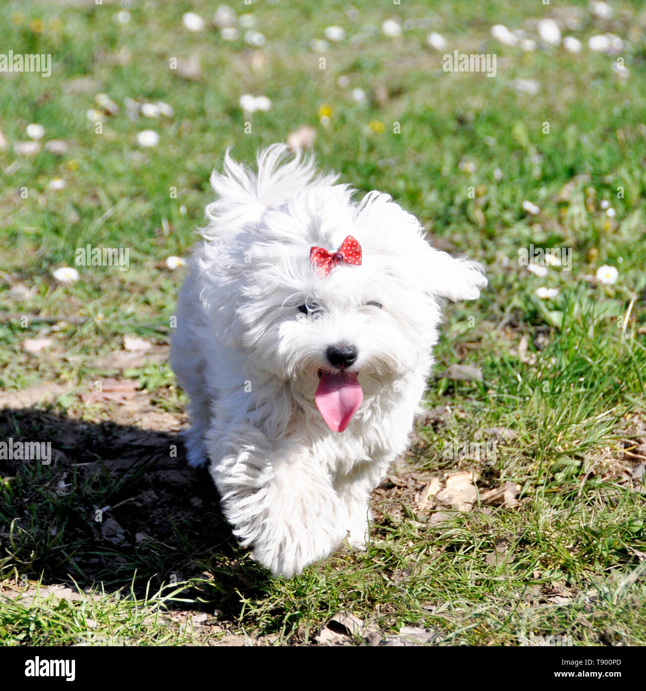 Maltezer hi-res stock photography and images - Alamy