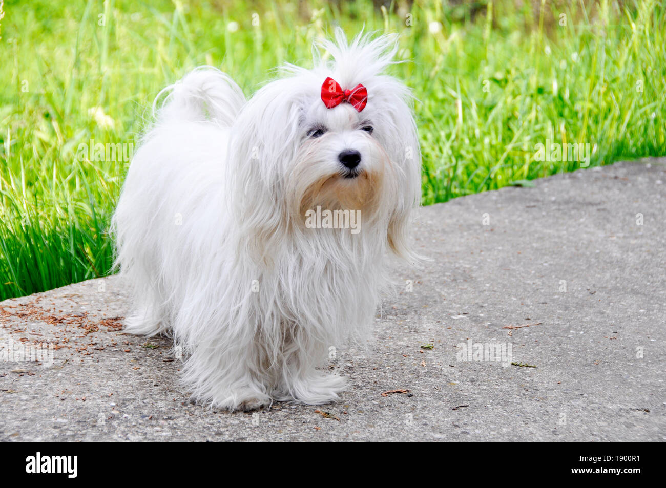 Maltezer hi-res stock photography and images - Alamy