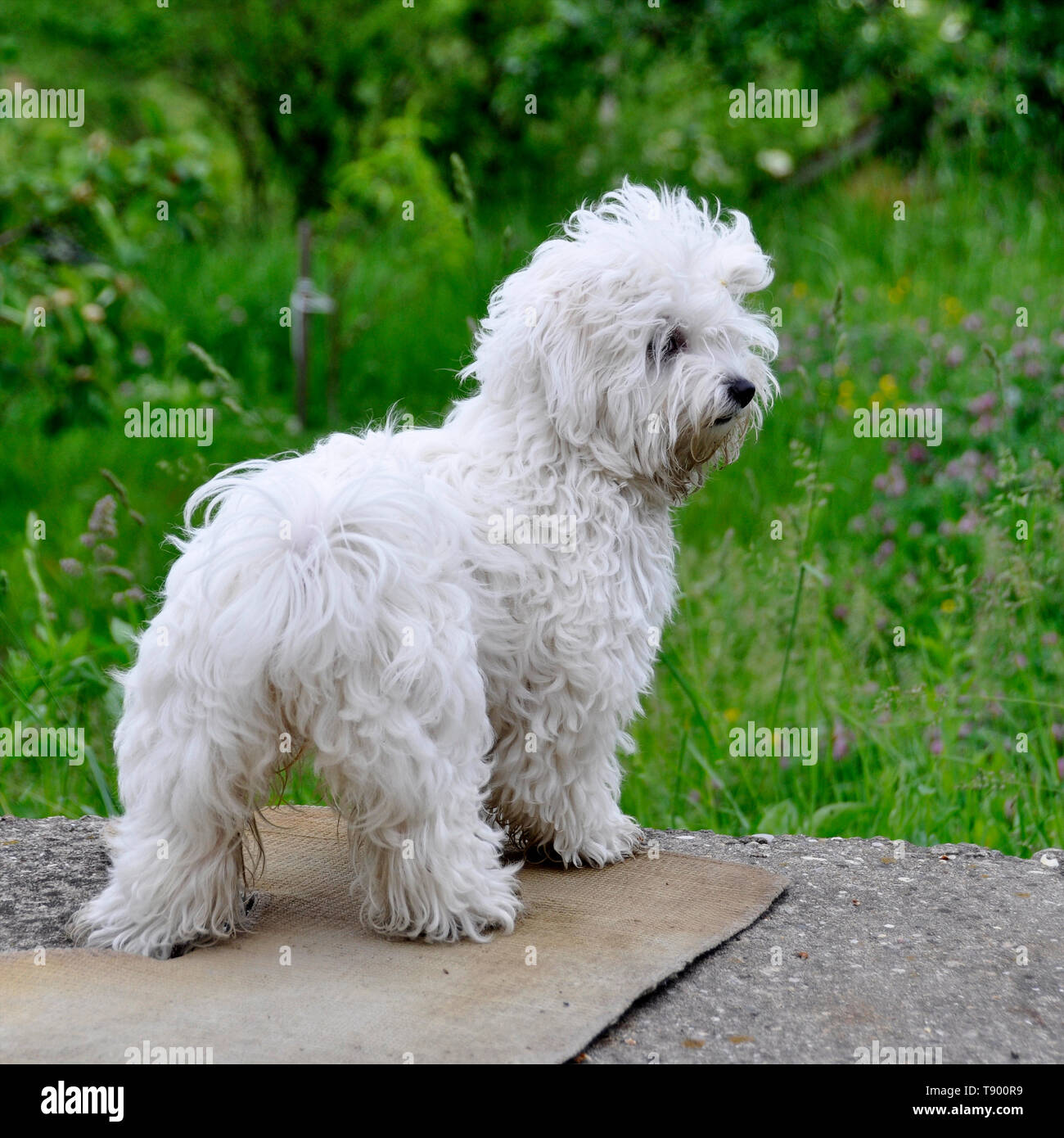 Maltezer hi-res stock photography and images - Alamy