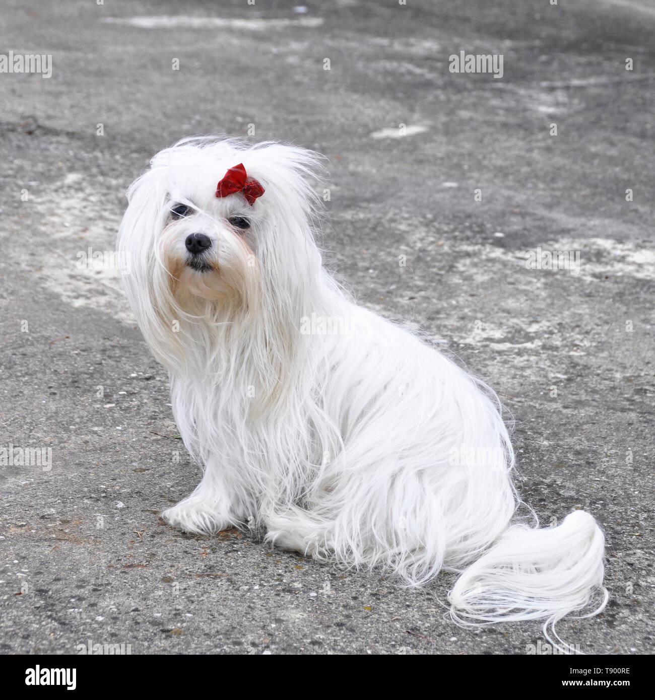 Maltezer hi-res stock photography and images - Alamy