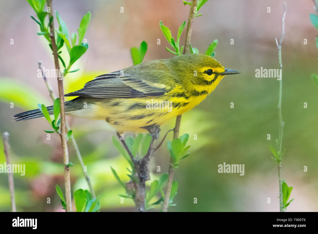 Prairie warbler during spring migration Stock Photo - Alamy