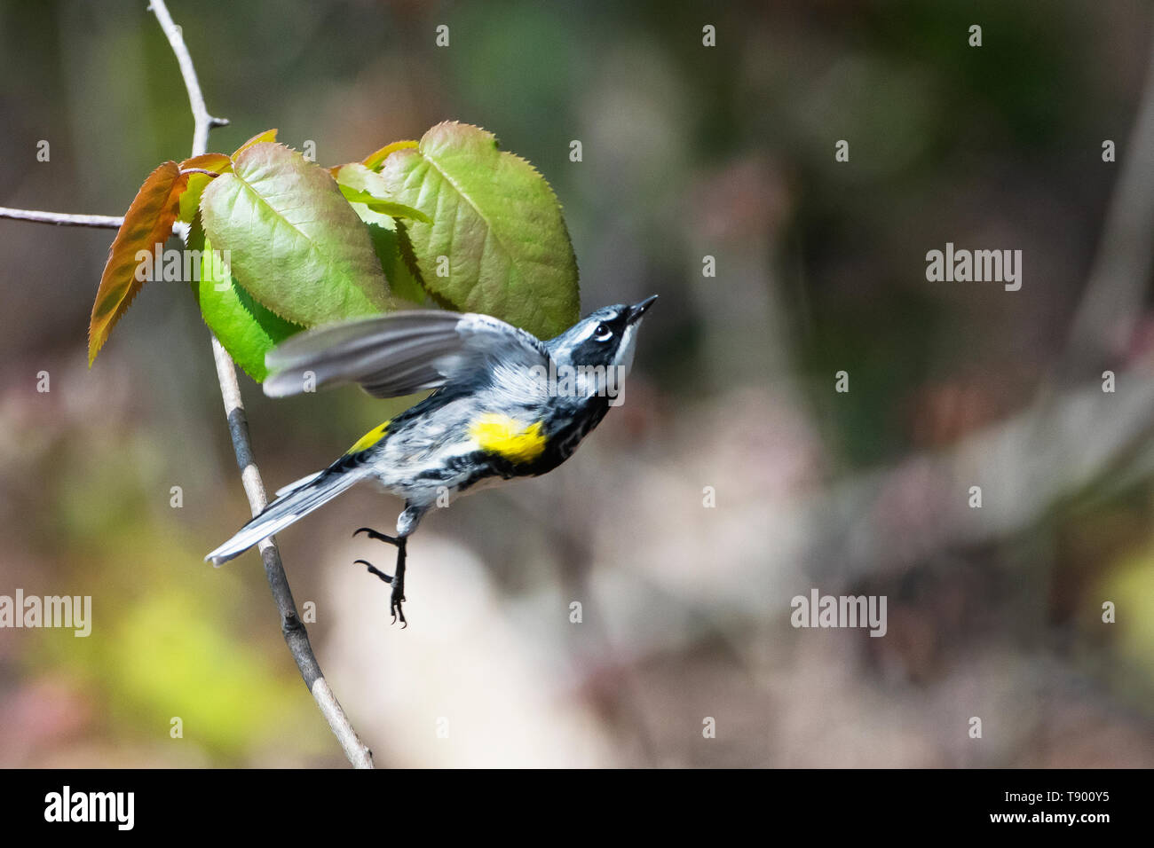 Yellow Rumped Warbler Flying