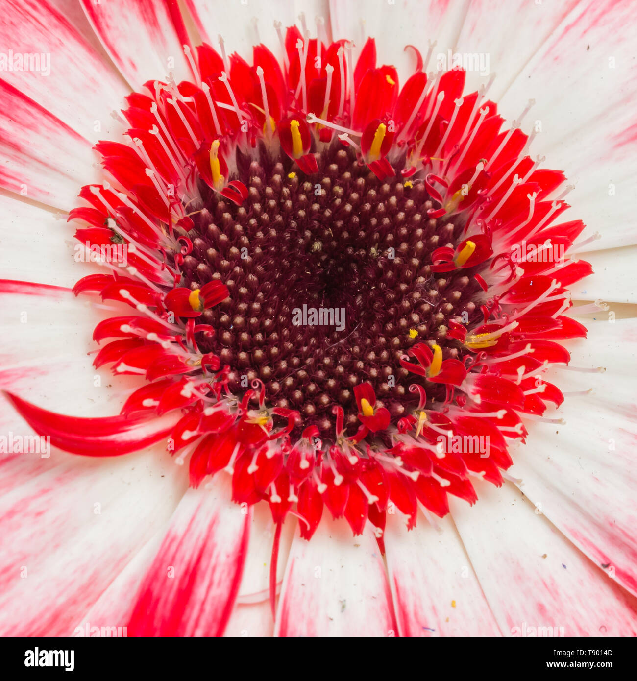 Early Sprinf flowers showing vivid and vibrant colors and great details ...