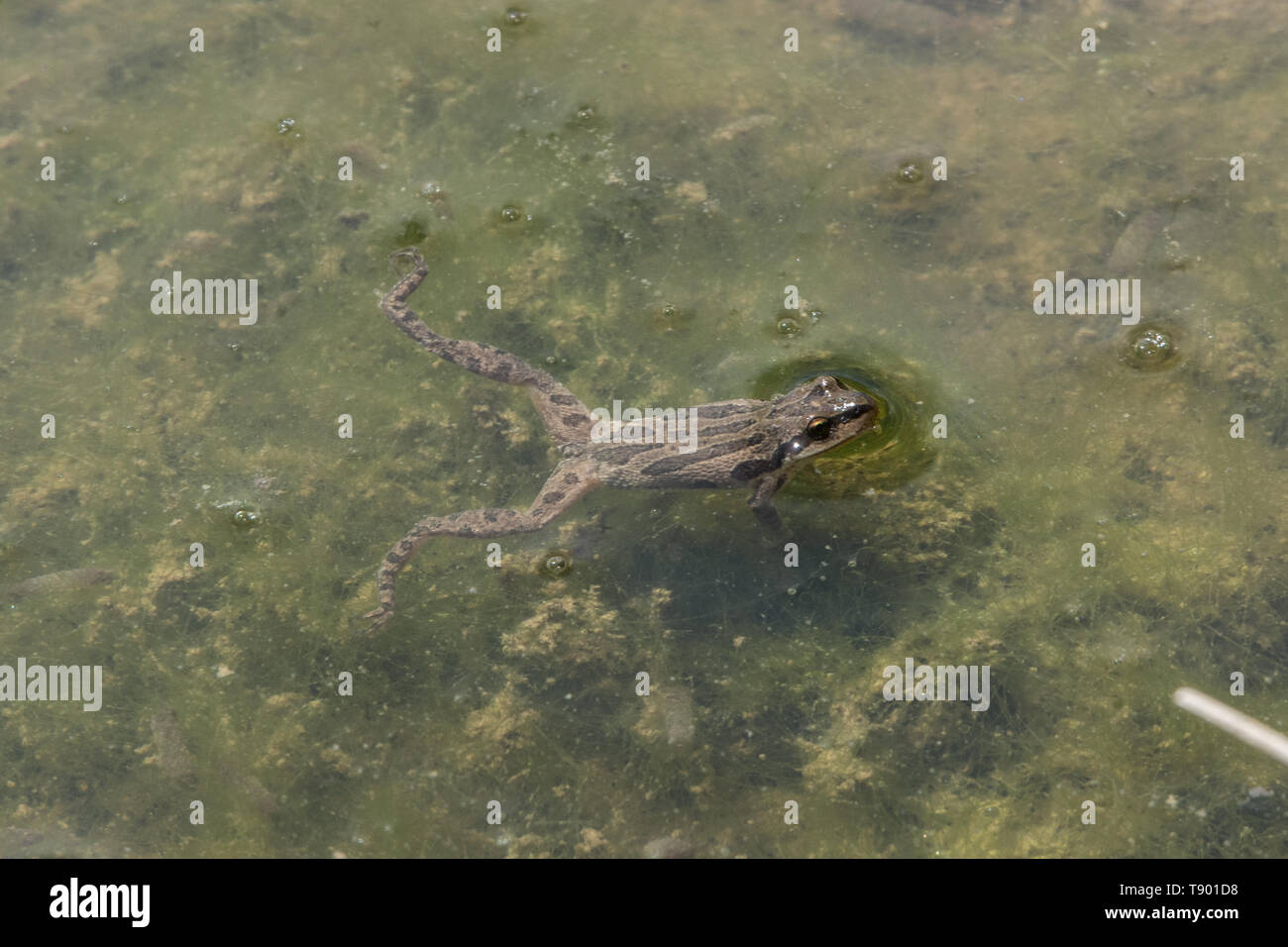 Boreal Chorus Frog (Pseudacris maculata) from Jefferson County ...