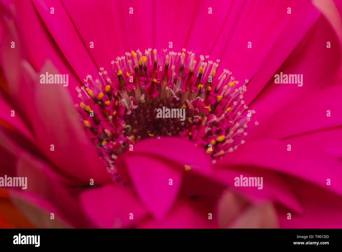 Early Sprinf flowers showing vivid and vibrant colors and great details ...