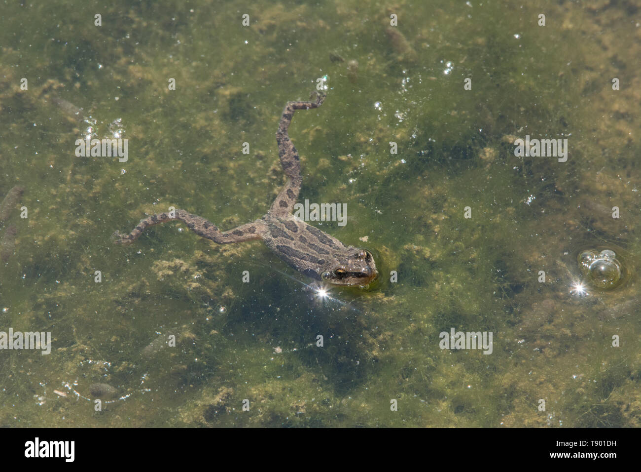 Chorus frog hi-res stock photography and images - Alamy