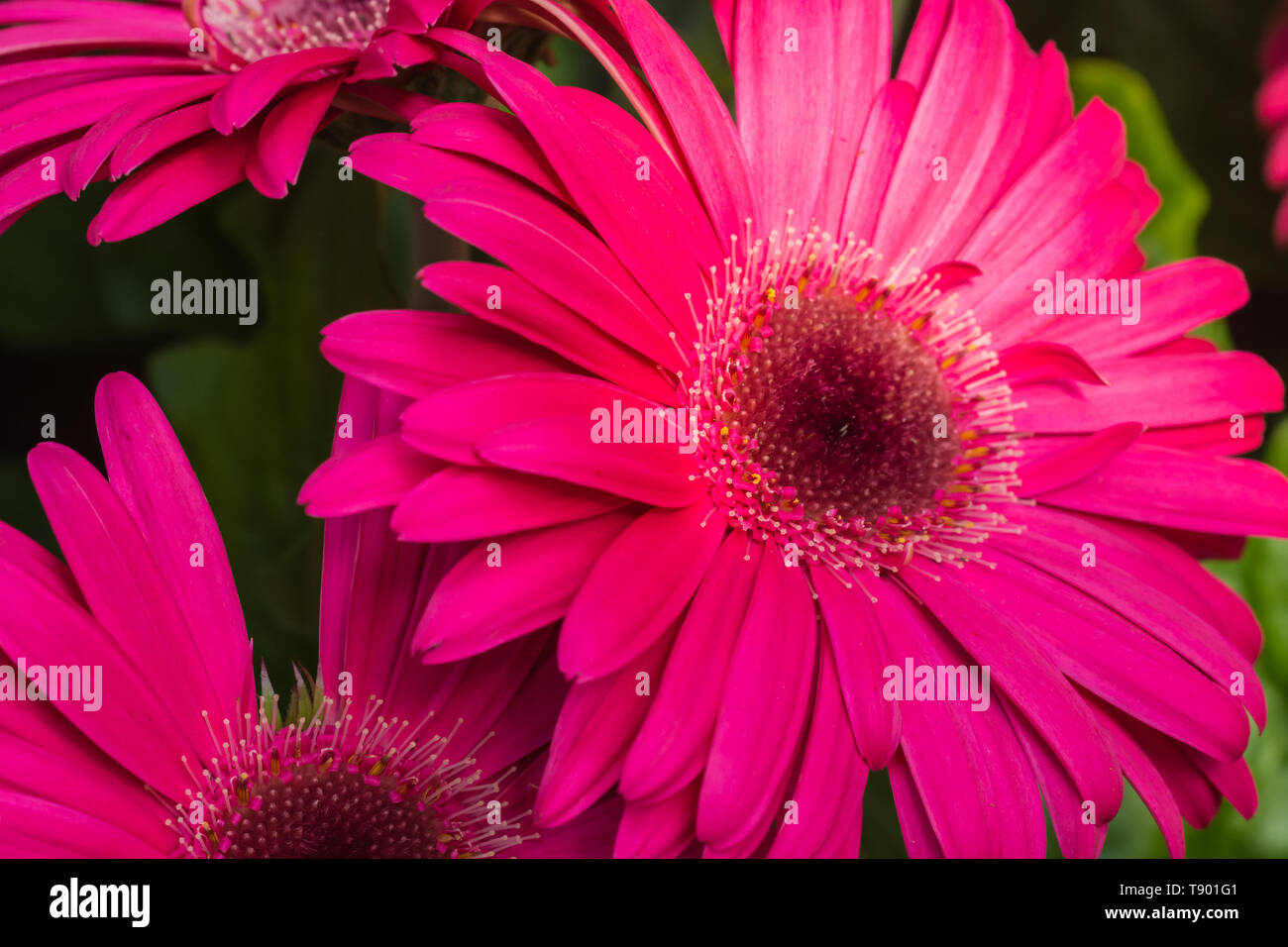 Early Sprinf flowers showing vivid and vibrant colors and great details ...