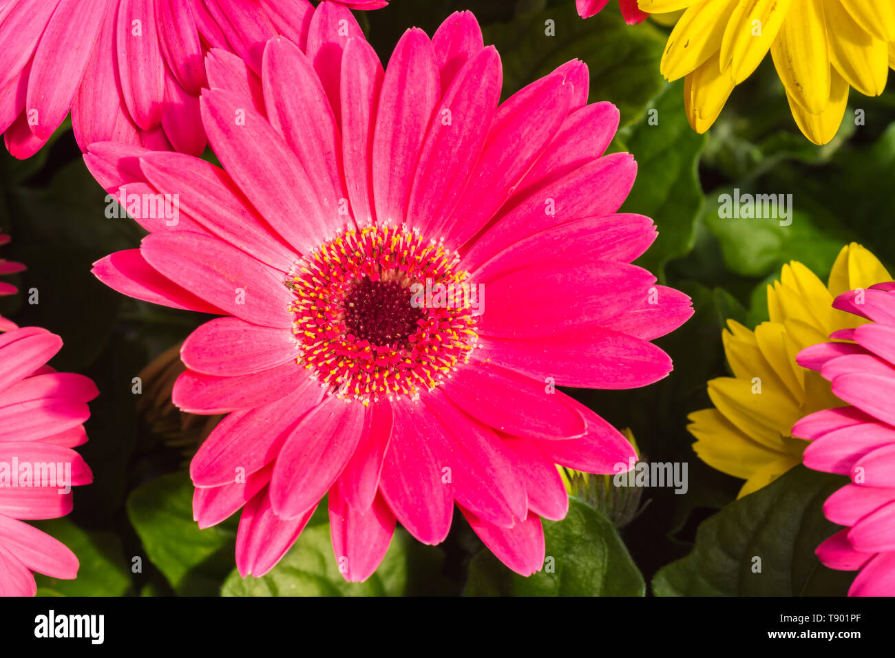 Early Sprinf flowers showing vivid and vibrant colors and great details ...