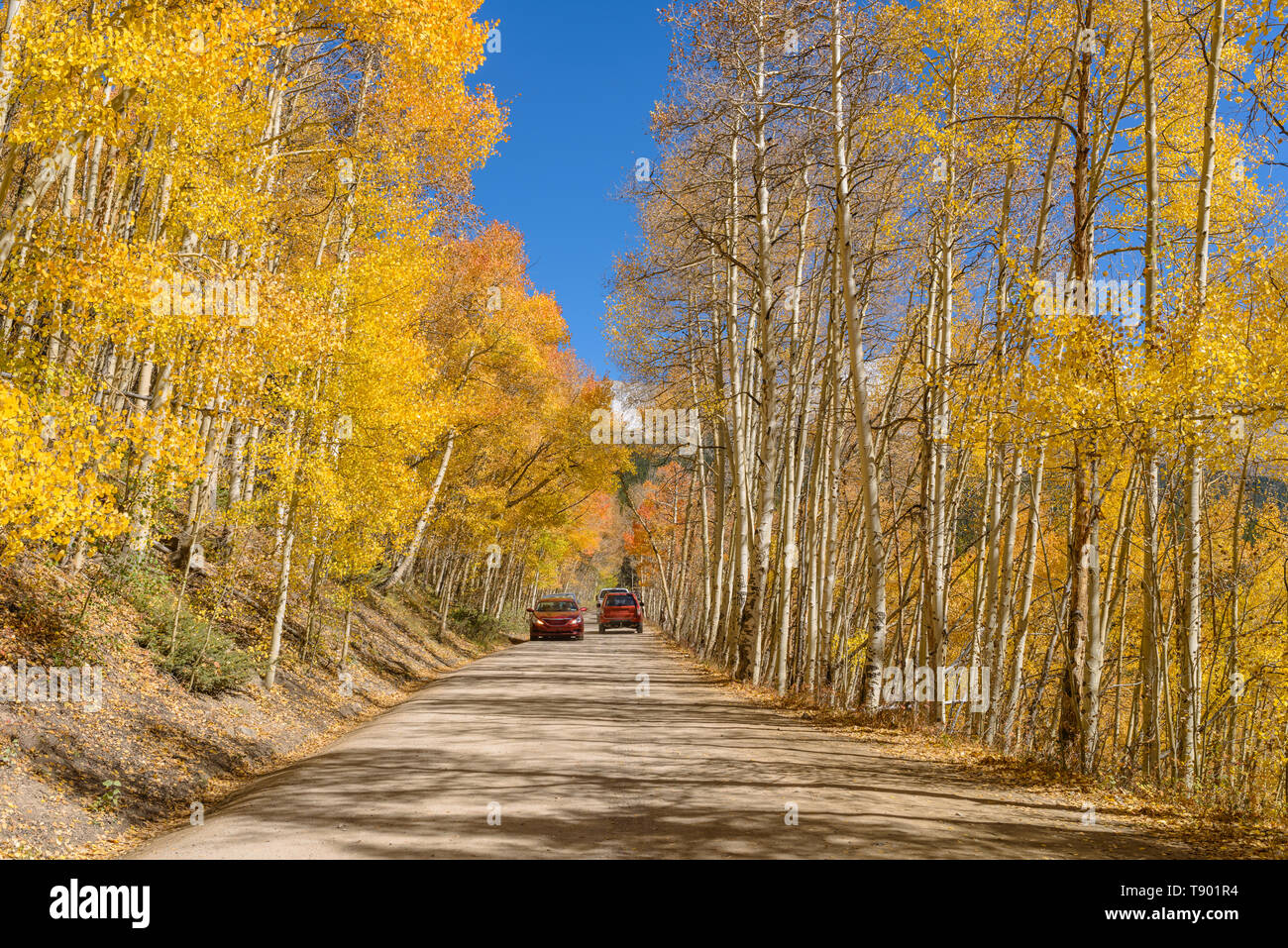 Pass the tree hi-res stock photography and images - Alamy