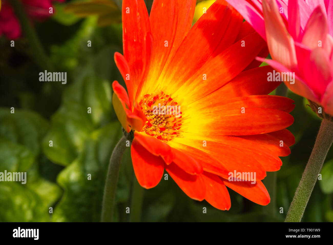 Early Sprinf flowers showing vivid and vibrant colors and great details ...