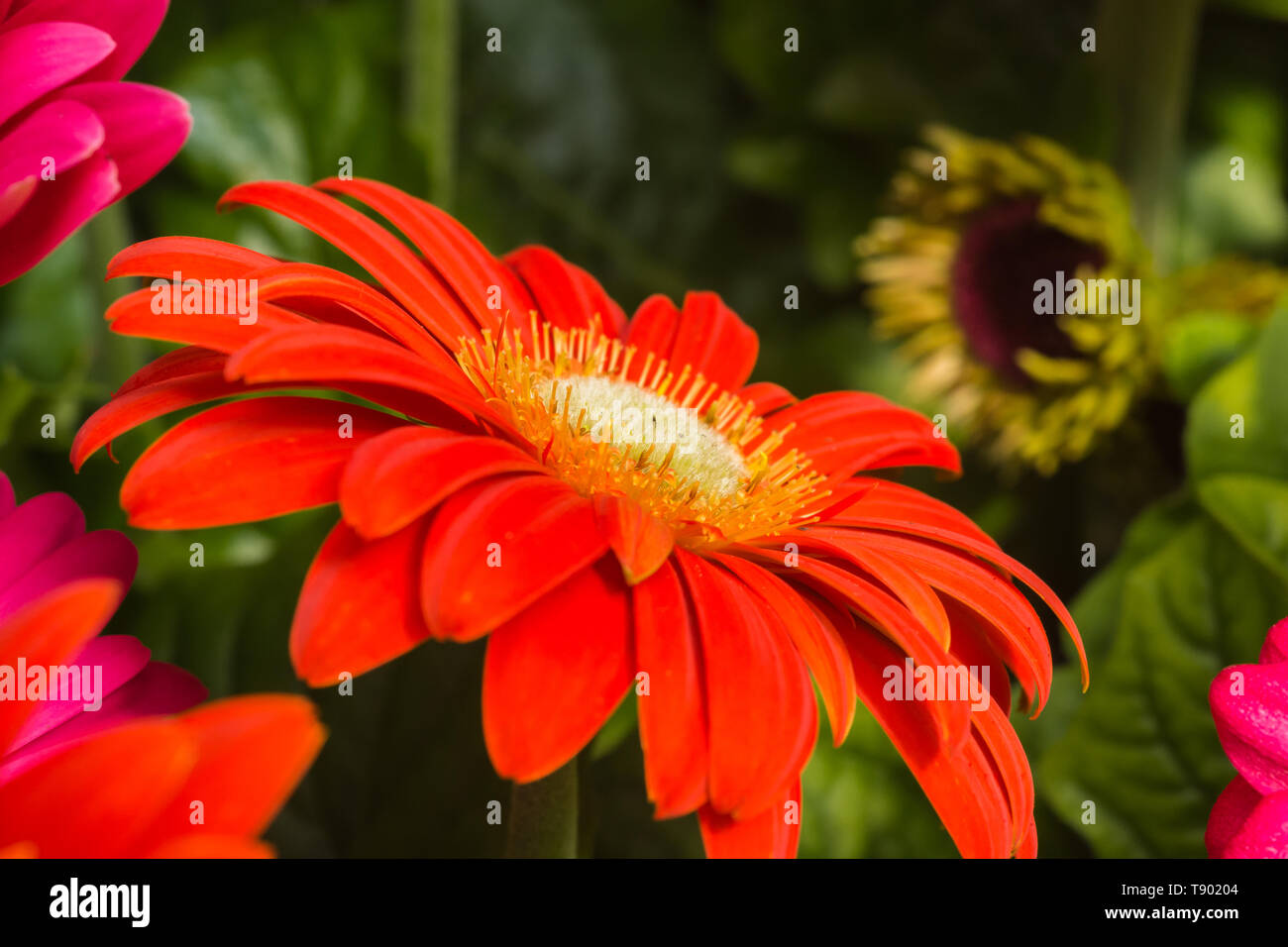 Early Sprinf flowers showing vivid and vibrant colors and great details ...