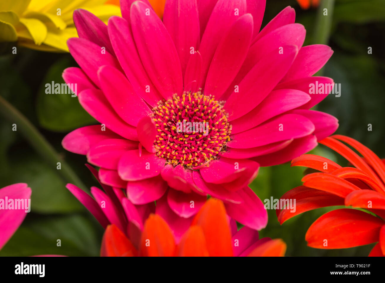 Early Sprinf flowers showing vivid and vibrant colors and great details ...