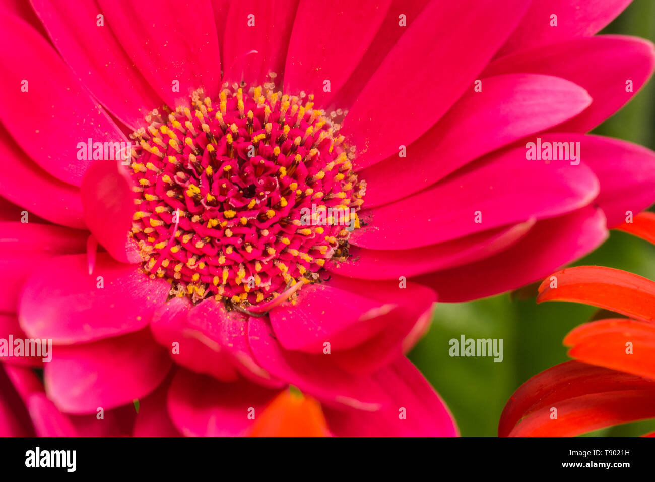 Early Sprinf flowers showing vivid and vibrant colors and great details ...
