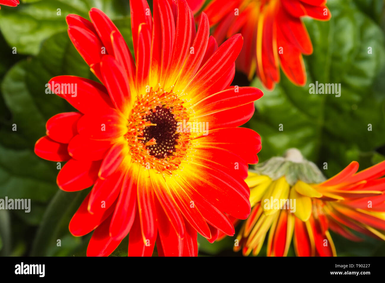 Early Sprinf flowers showing vivid and vibrant colors and great details ...
