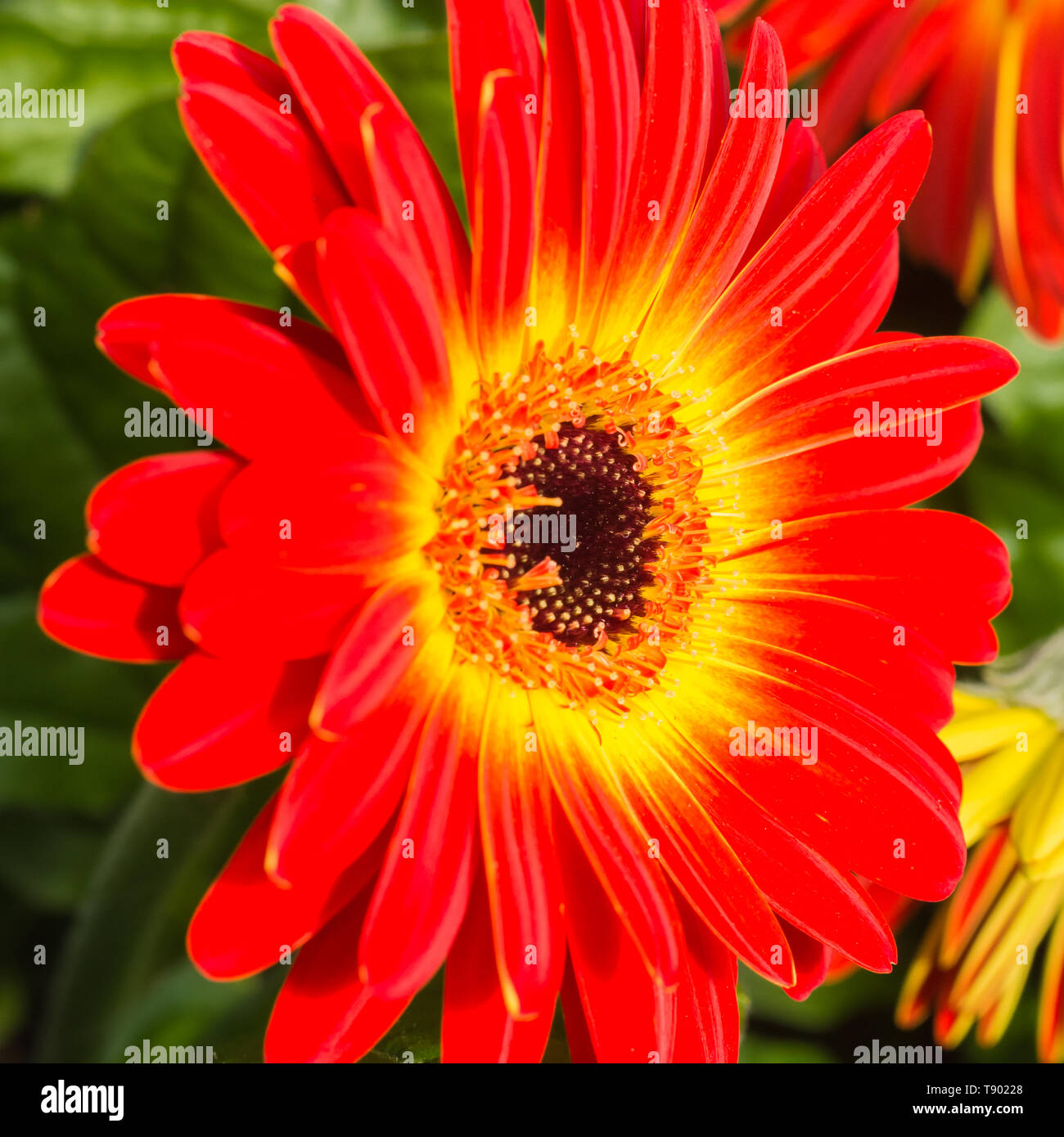 Early Sprinf flowers showing vivid and vibrant colors and great details ...