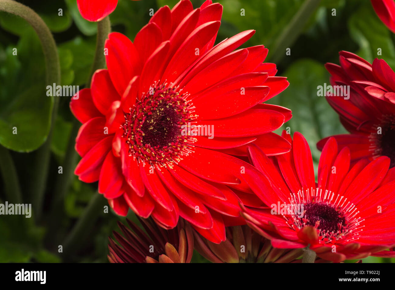 Early Sprinf flowers showing vivid and vibrant colors and great details ...