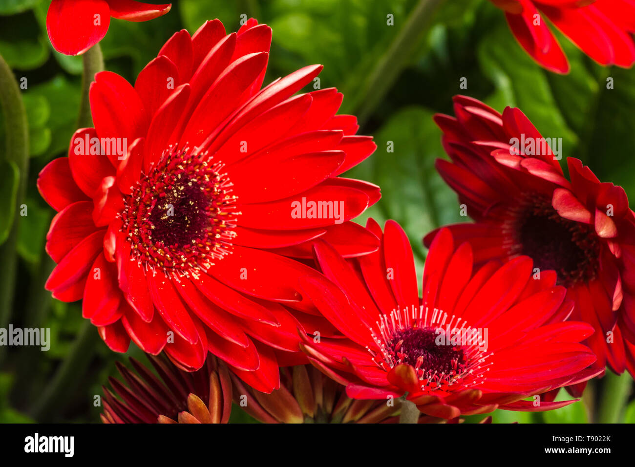 Early Sprinf flowers showing vivid and vibrant colors and great details ...