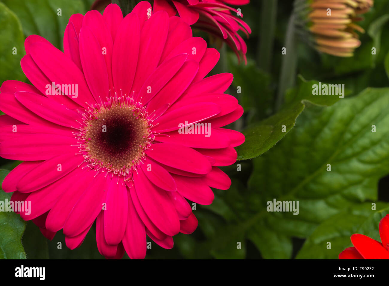 Early Sprinf flowers showing vivid and vibrant colors and great details ...