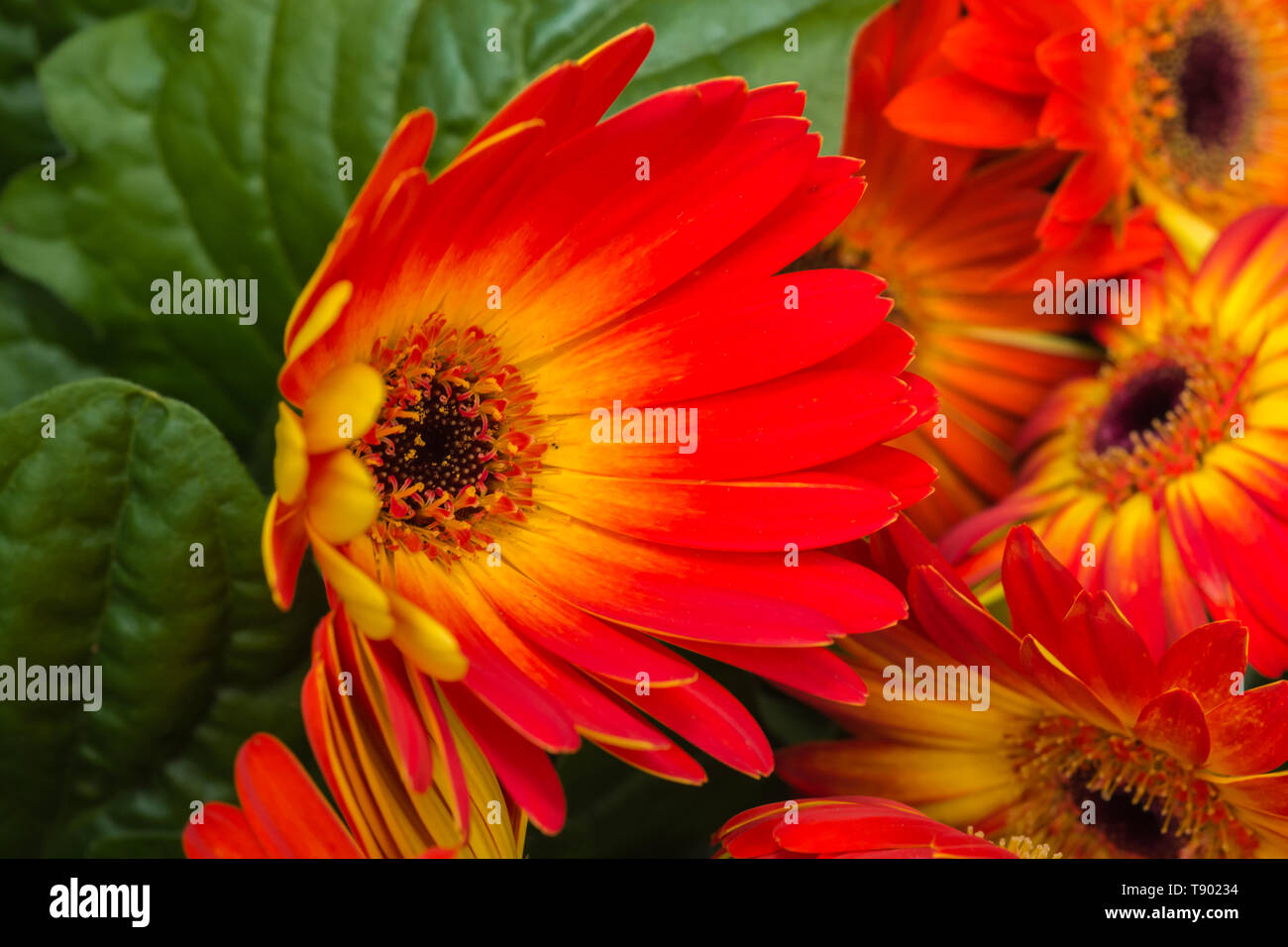 Early Sprinf flowers showing vivid and vibrant colors and great details ...