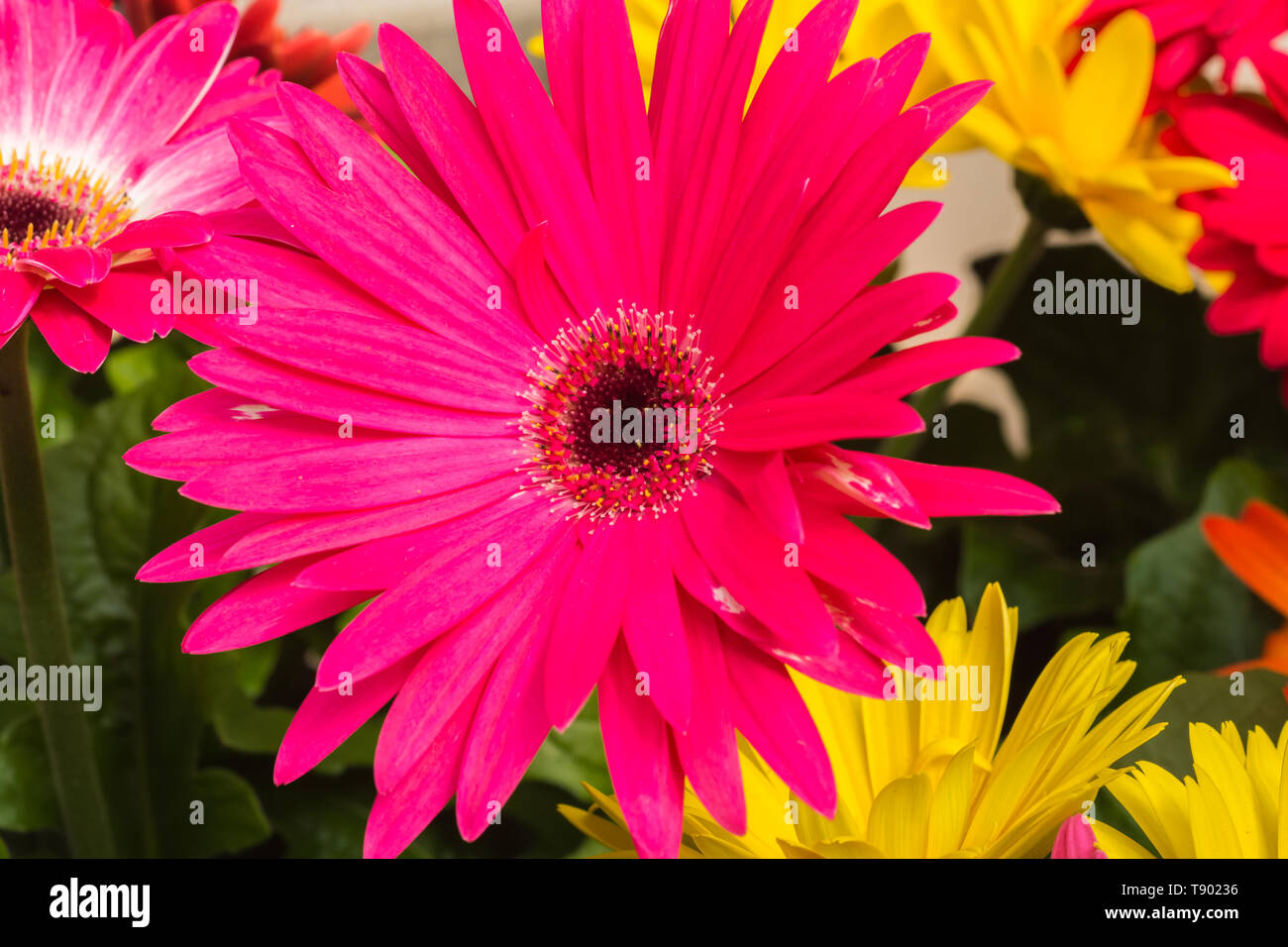 Early Sprinf flowers showing vivid and vibrant colors and great details ...