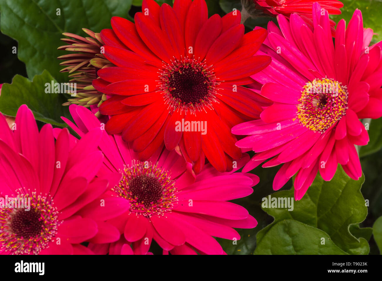 Early Sprinf flowers showing vivid and vibrant colors and great details ...