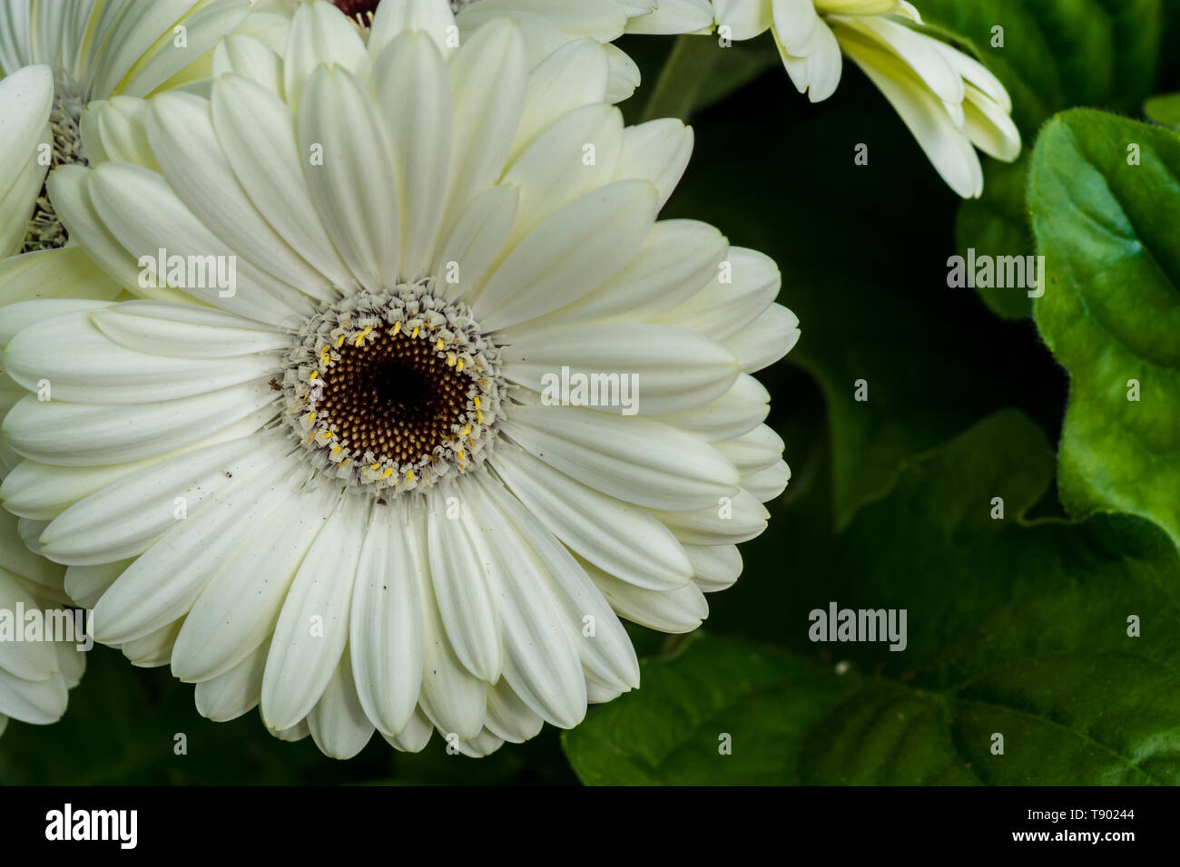 Early Sprinf flowers showing vivid and vibrant colors and great details ...