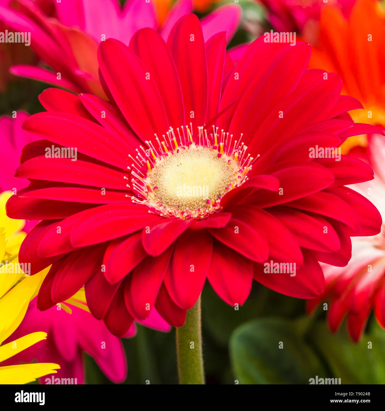 Early Sprinf flowers showing vivid and vibrant colors and great details ...