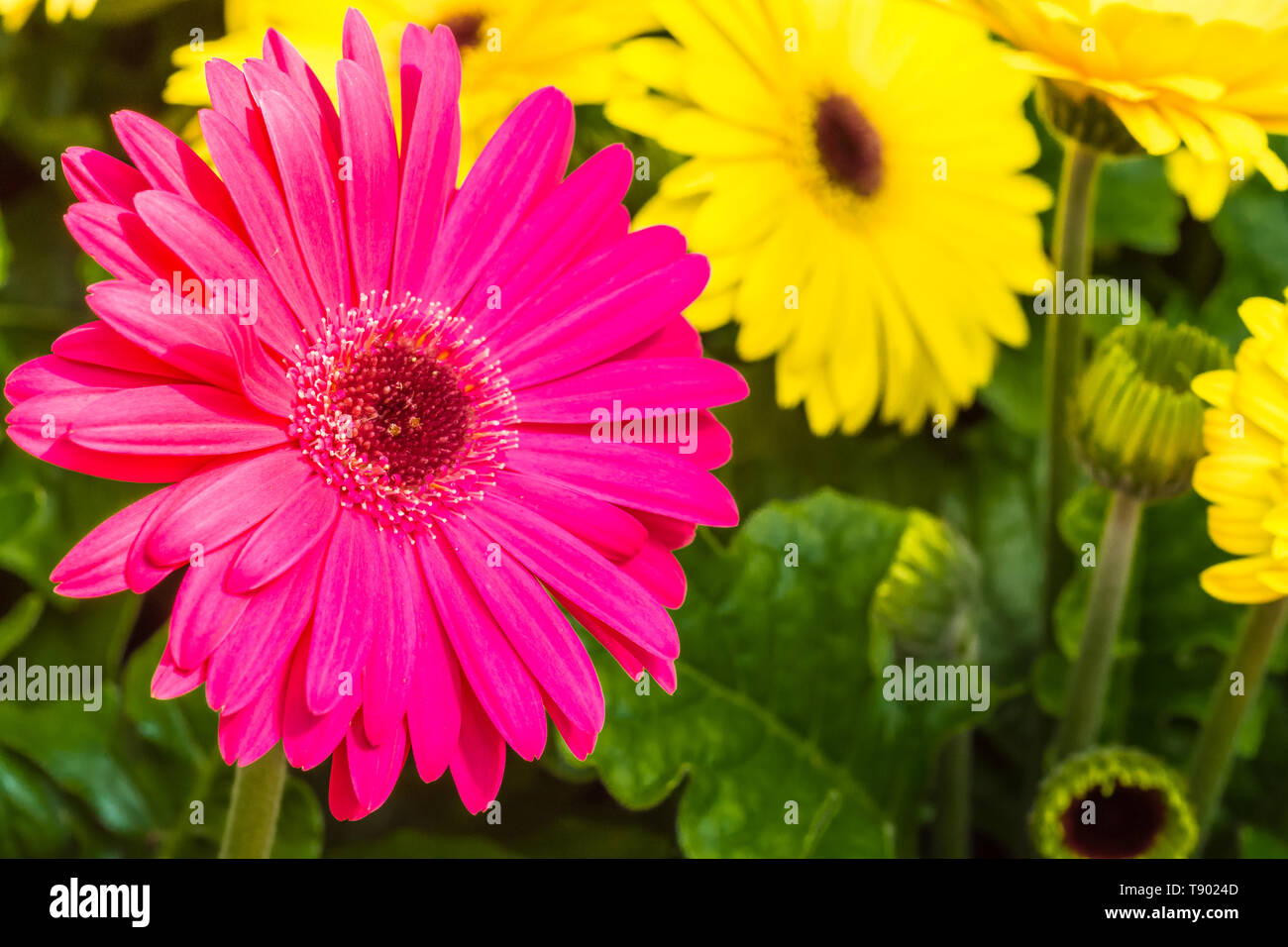 Early Sprinf flowers showing vivid and vibrant colors and great details ...