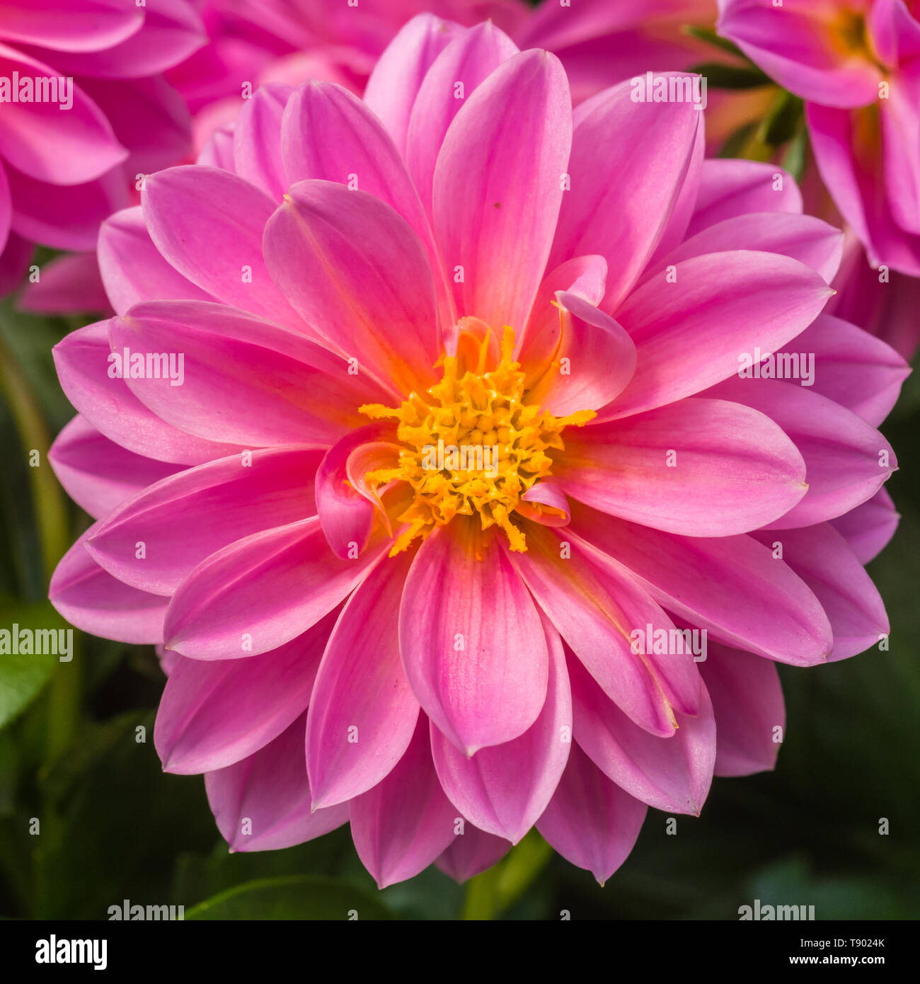 Early Sprinf flowers showing vivid and vibrant colors and great details ...